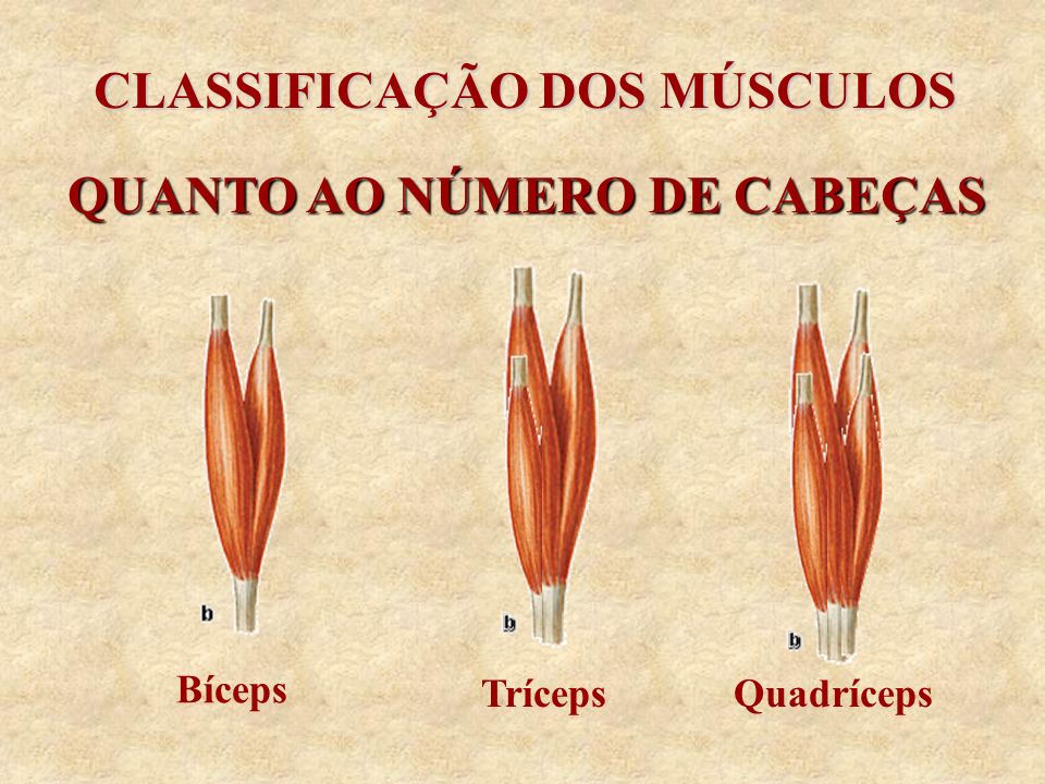 Sistema Muscular e Classificação dos Músculos - Biomedicina Online