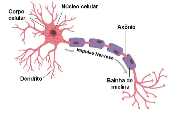 Tecido Nervoso e Neurônios: Estruturas, Morfologia e Funções ...