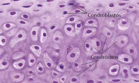 Tecido Cartilaginoso: Tipos, Funções e Características no Corpo Humano ...