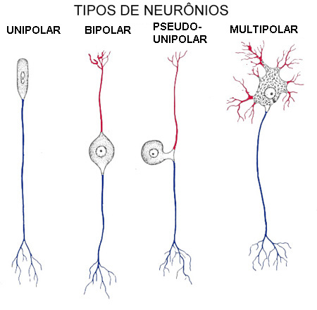 Tecido Nervoso e Neurônios: Estruturas, Morfologia e Funções ...