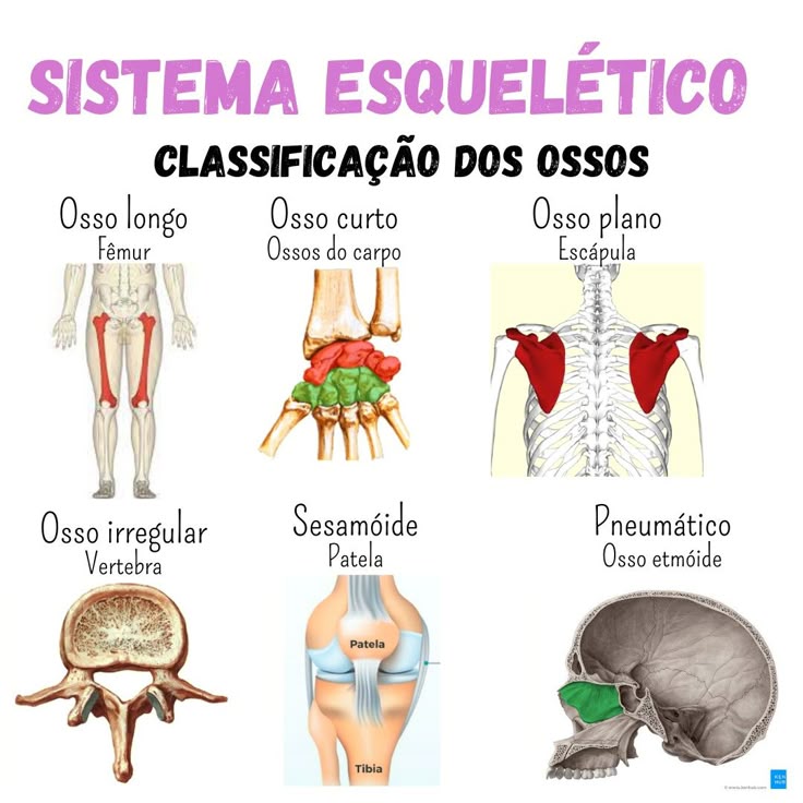 Sistema Esquelético: Funções, Tipos e Classificações dos Ossos ...