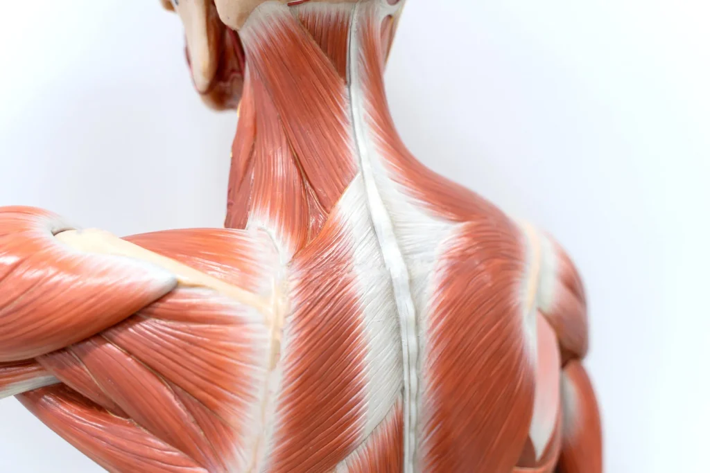Introdução à Anatomia: Planos e Eixos do Corpo Humano – Biomedicina Online