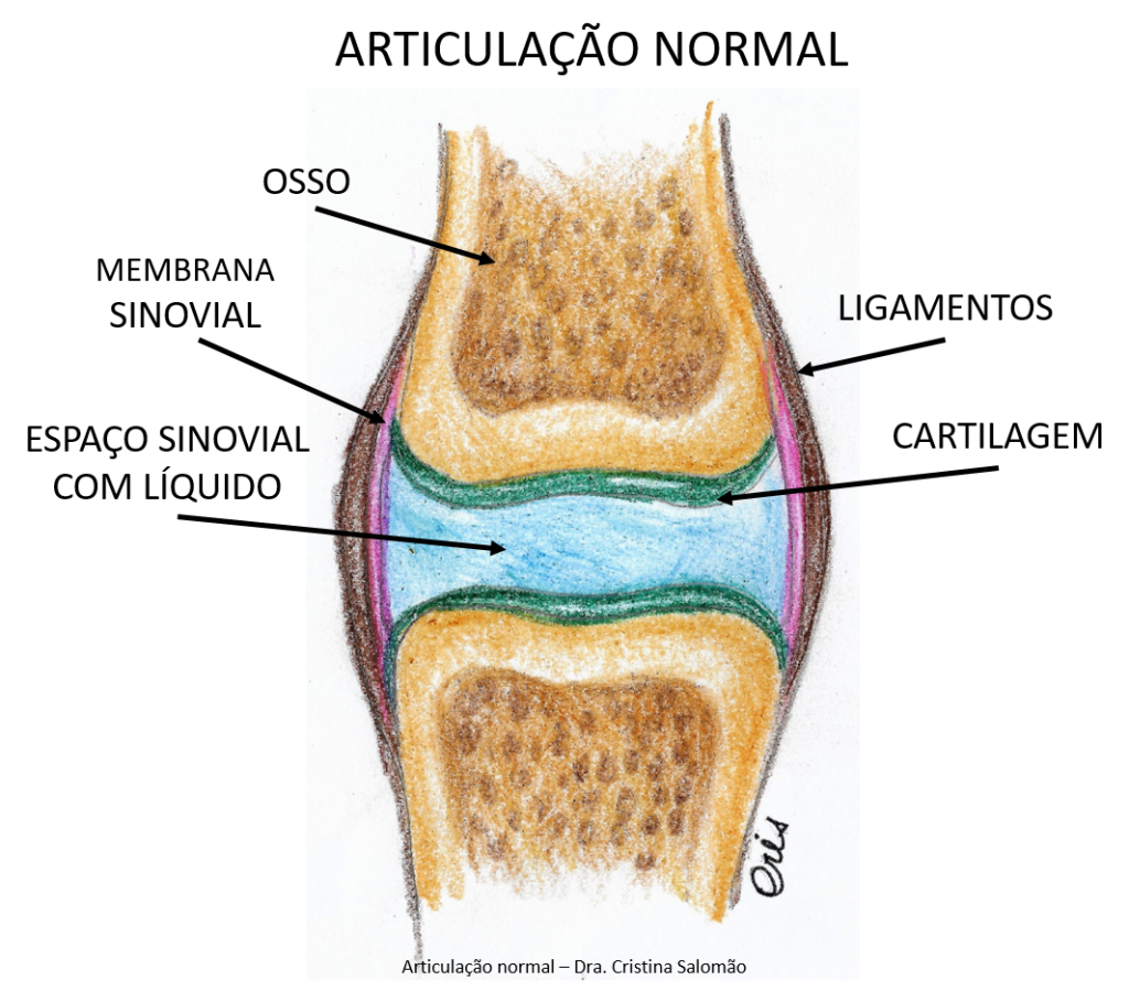 Introdução à Anatomia: Planos e Eixos do Corpo Humano - Biomedicina Online