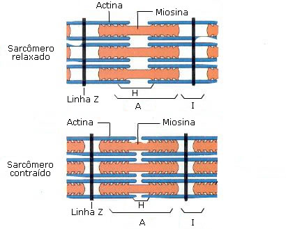 Tecido Muscular: Fibras Musculares Esqueléticas e Contração Muscular ...