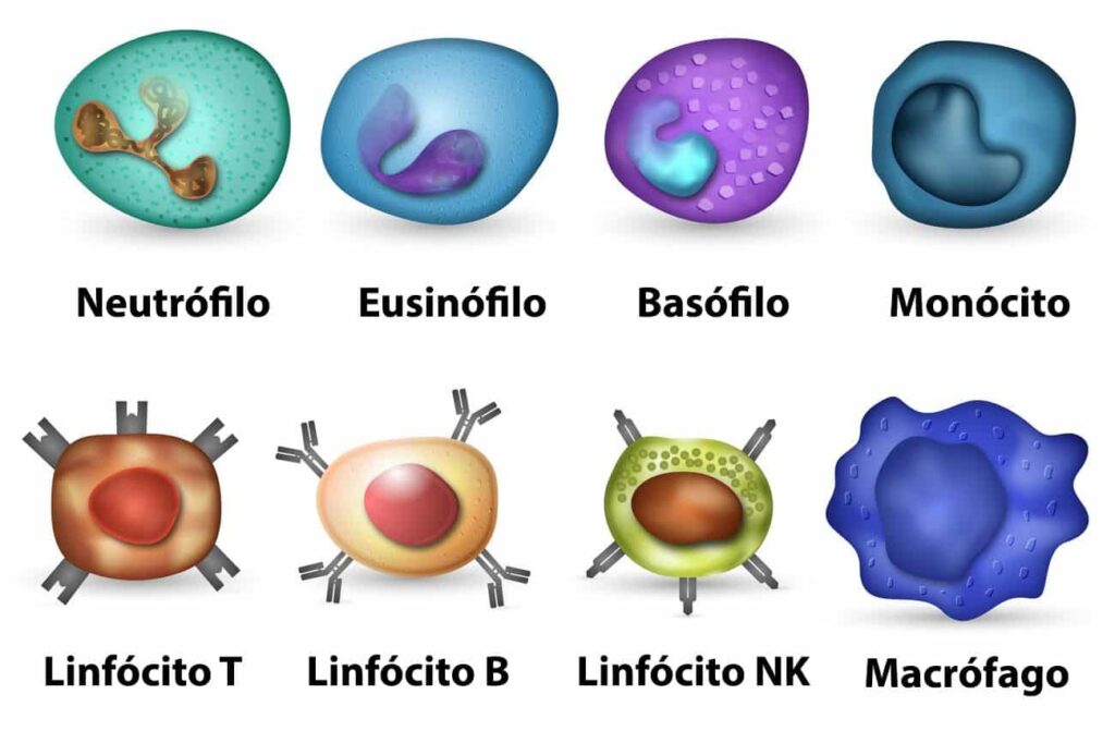 Componentes do Sistema Imune: Células e Tecidos – Biomedicina Online