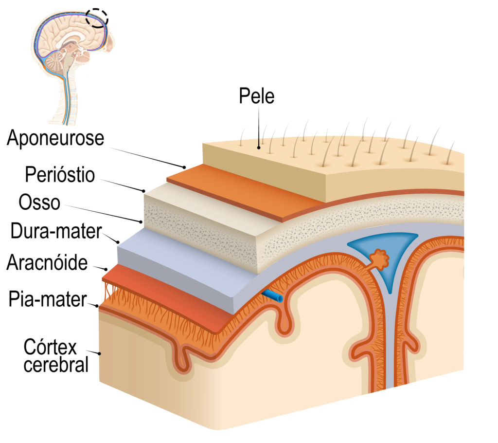 Anatomia do Sistema Nervoso Central e Periférico - Biomedicina Online