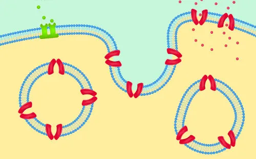 Mecanismos Celulares: Endocitose, Pinocitose e Fagocitose - Biomedicina ...