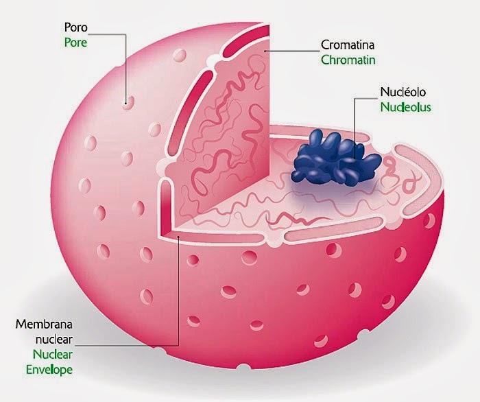 Principais Características do Núcleo Celular - Biomedicina Online