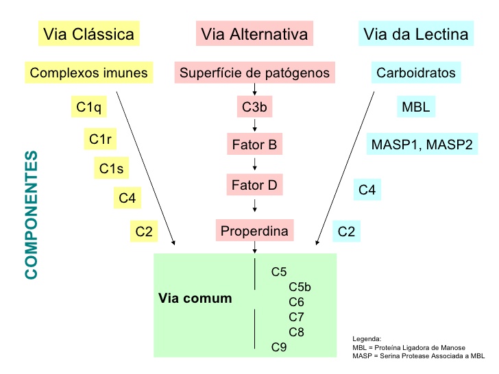 Como Funciona o Sistema Complemento: Via Clássica, Via Alternativa e Via da Lectina ...