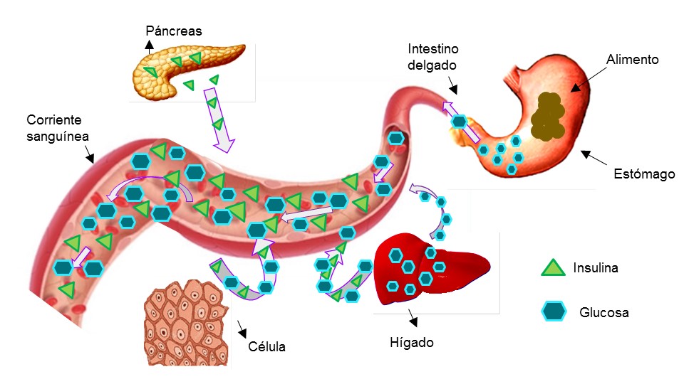 Fisiologia do Trato Gastrointestinal: Secreções e Enzimas Envolvidas na ...
