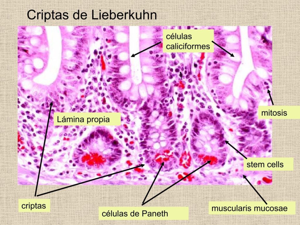 Fisiologia do Trato Gastrointestinal: Secreções e Enzimas Envolvidas na ...